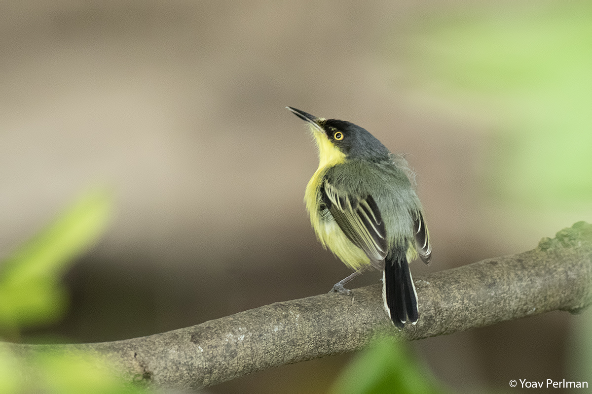 Pantanal birds | Focusing on Wildlife