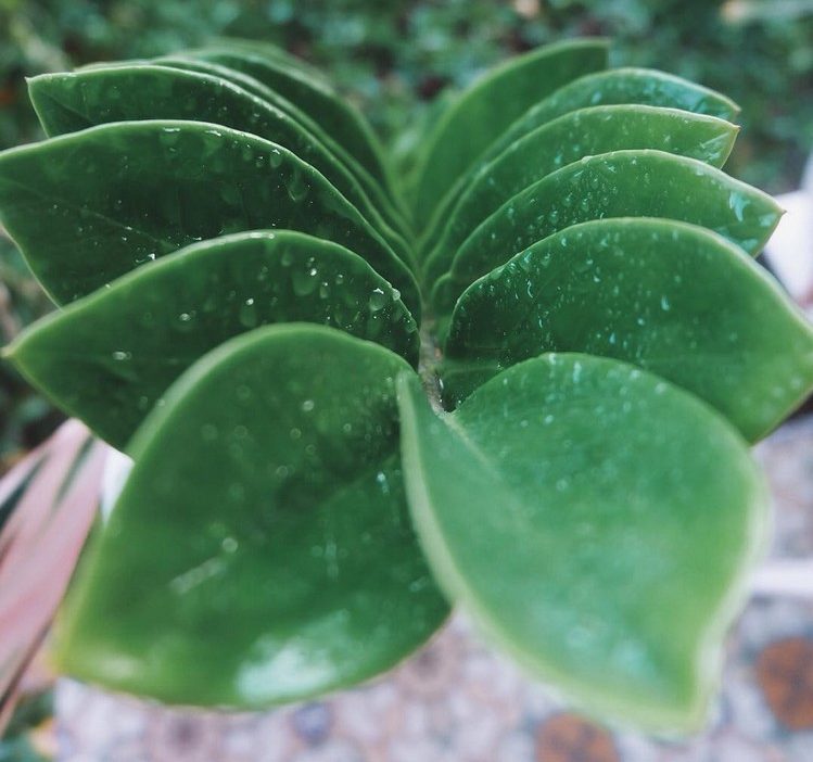 TANAMAN DOLLAR YANG COCOK DAN POPULER DITANAM DI RUMAH - Tips Petani