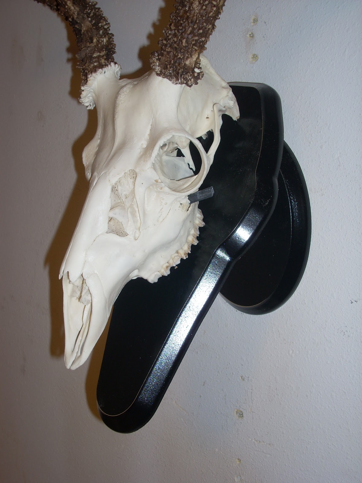 KCK Taxidermy: European Mounts