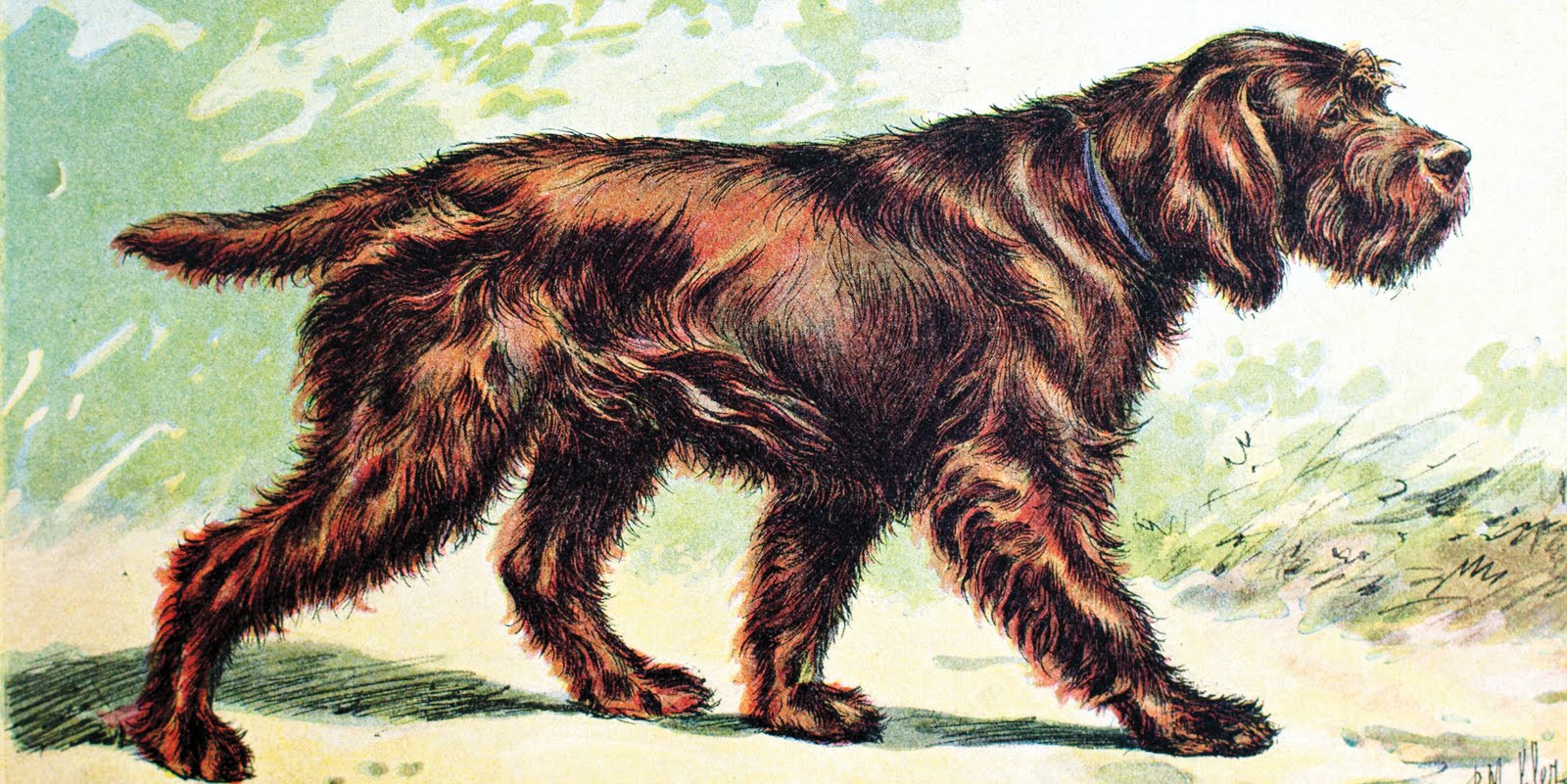 Pointing Dog Blog: Breed of the Week: The Boulet Griffon