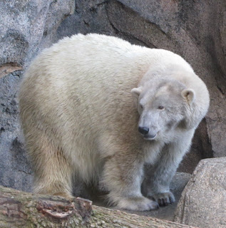 My Polar Bear Friends and Friends of Polar Bears: The Three Bears of ...