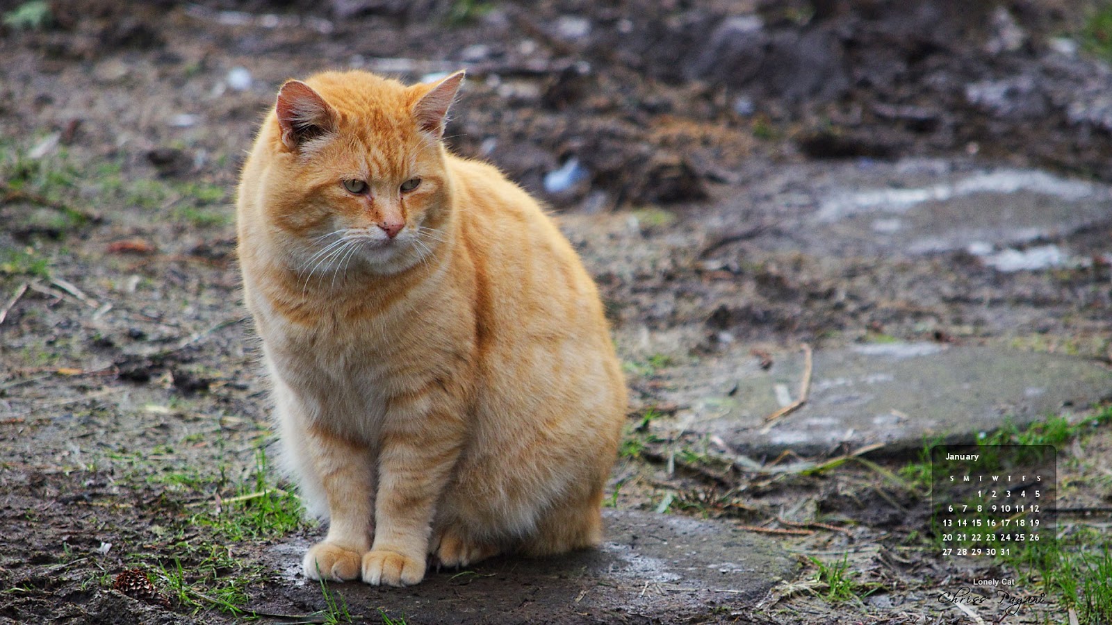 January 2013 Wallpaper - Lonely Cat