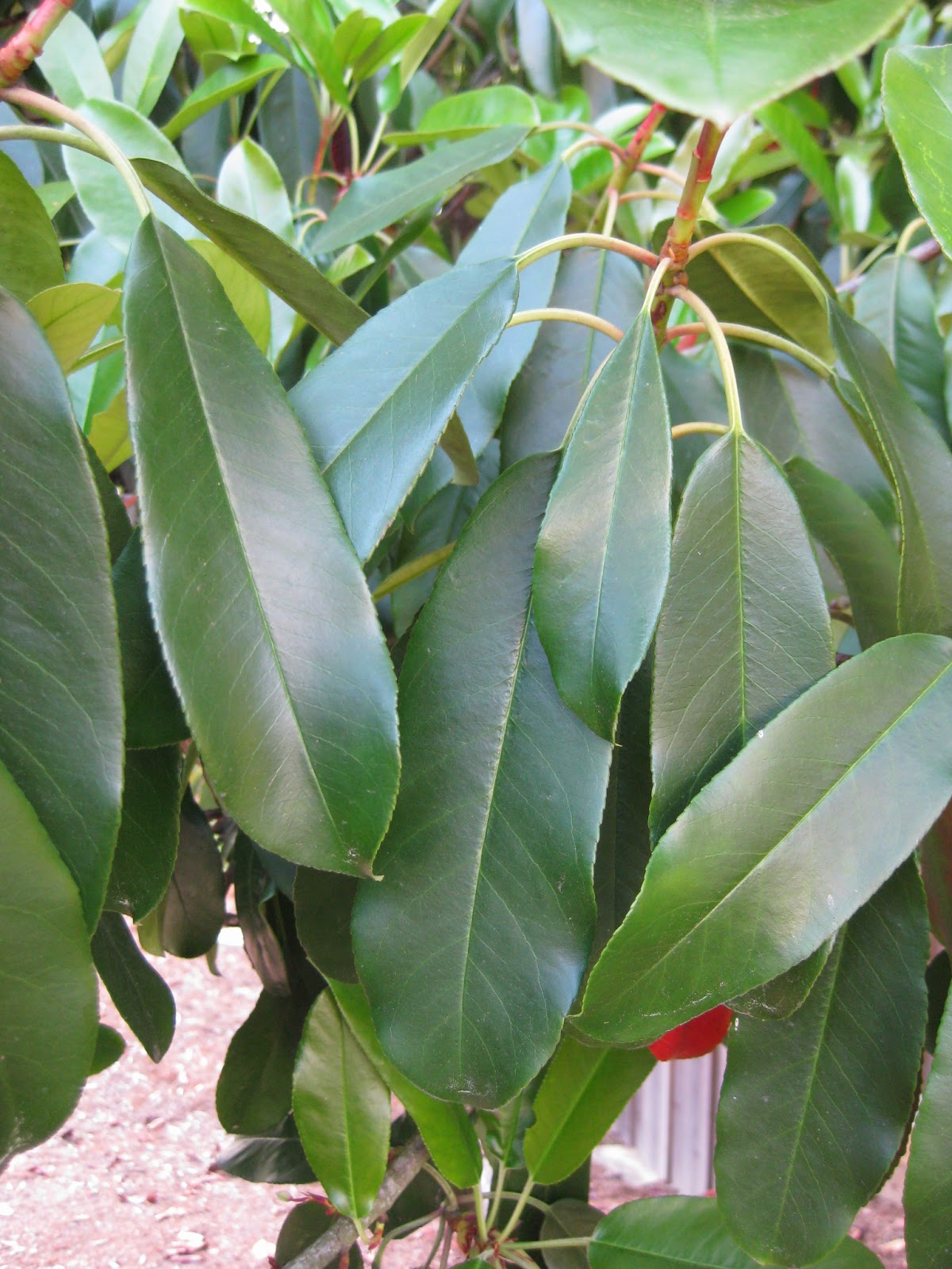 Trees of Santa Cruz County: Photinia serratifolia - Chinese Photinia