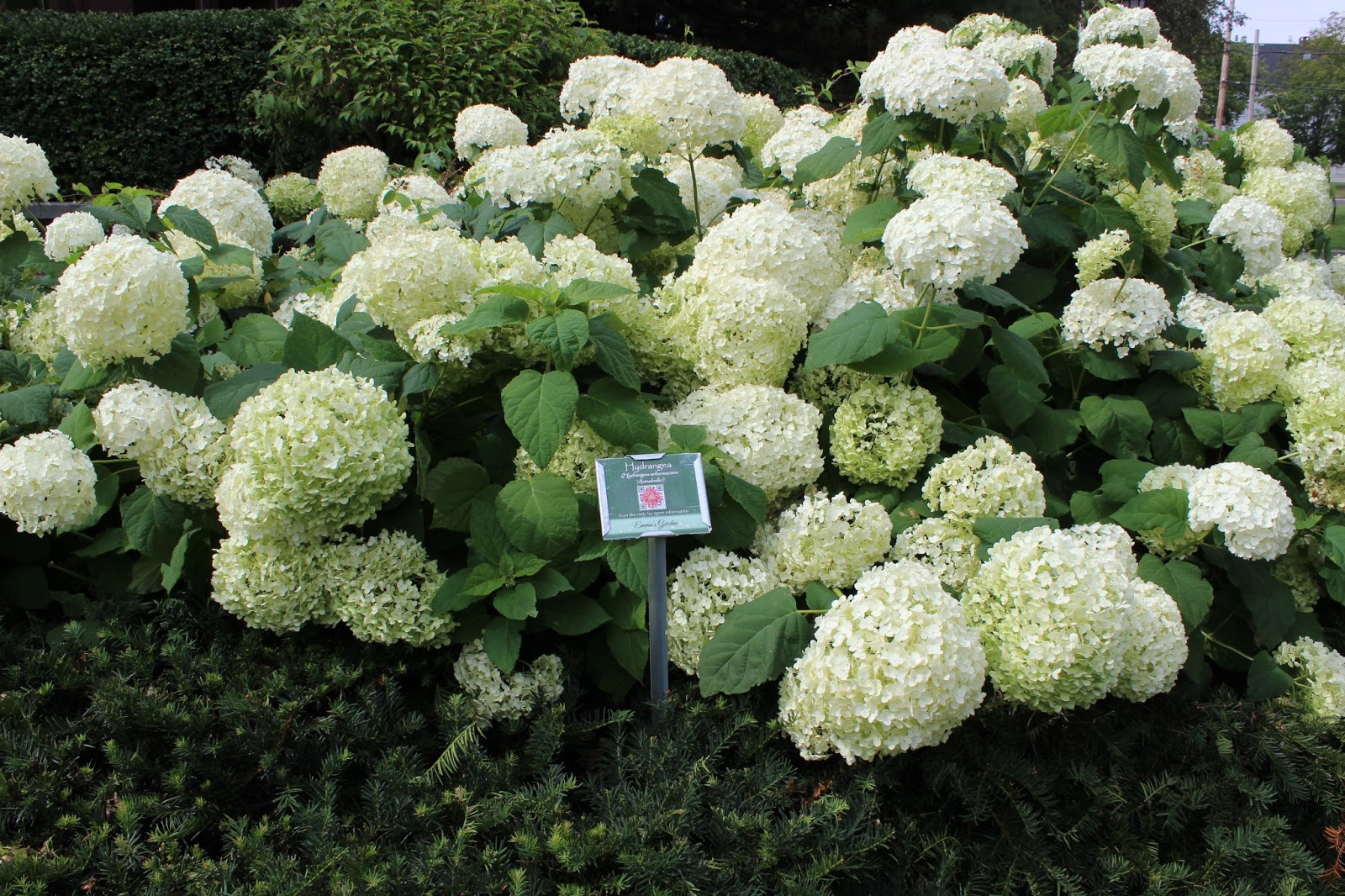 In The News: Explore Emma's Garden