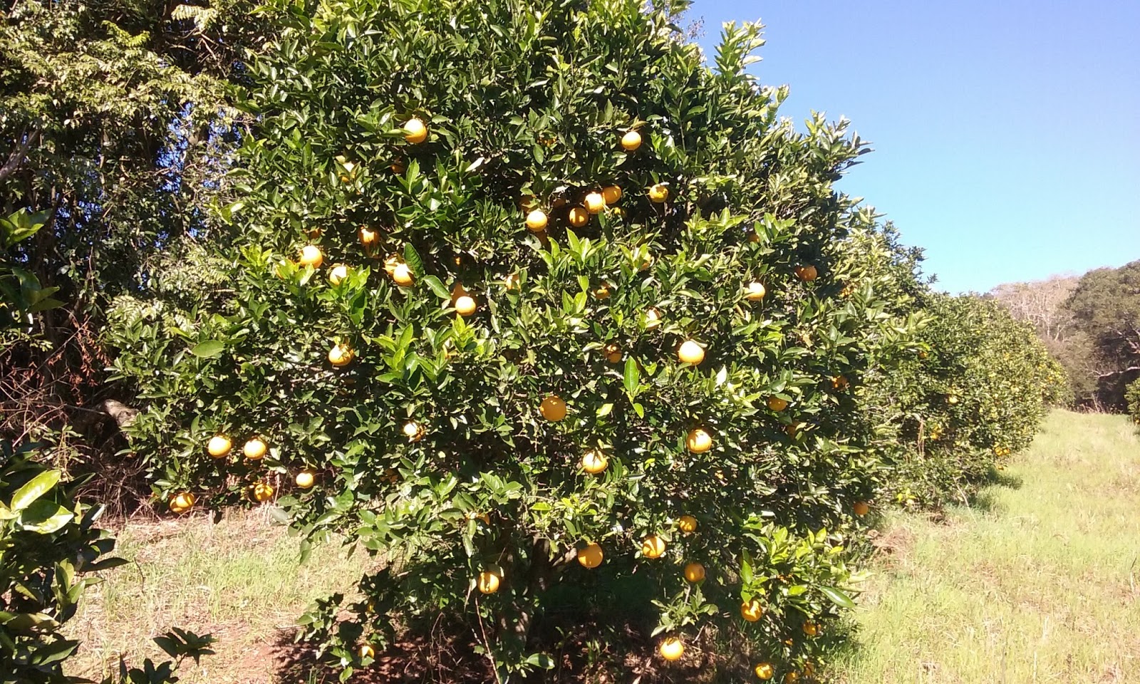 ELOIDEMAR GUILHERME: Visitando o pomar