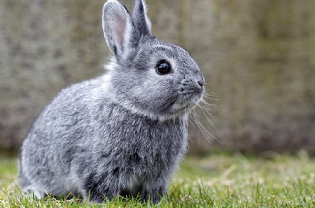 Dobro nam došli : Vidite li na slici patku, zeca ili oboje – i šta to ...