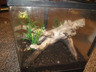 Holothele incei Communal Project