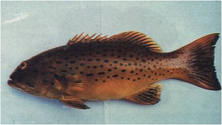 MENGENAL IKAN KERAPU DAN POTENSI PASARNYA - DUPAK