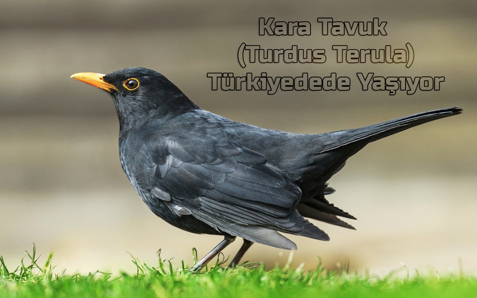 Kara Tavuk (Turdus Merula) | Bilgi Defteri Güncel Blog GuidePedia
