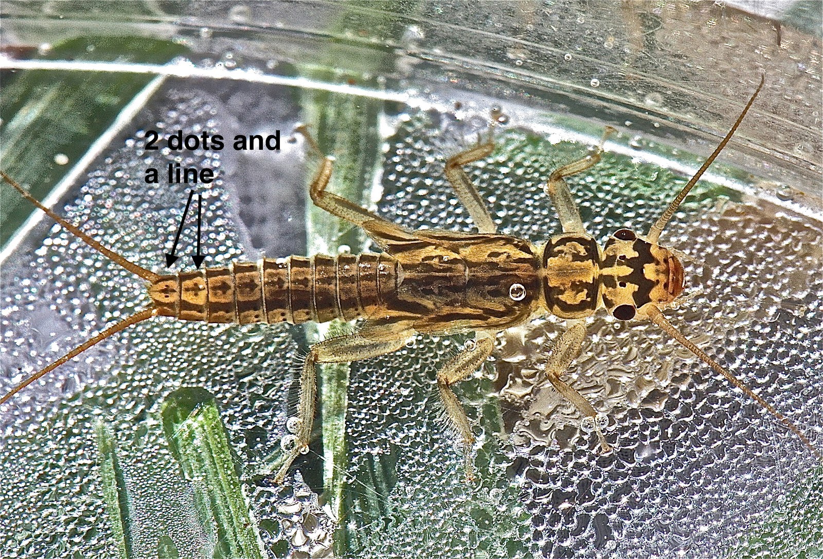 Aquatic Insects of Central Virginia: Should "Clioperla clio" be "Isoperla" clio?
