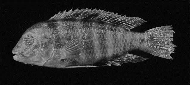 Artes de Pesca: LOS CICHLIDAE 20ª