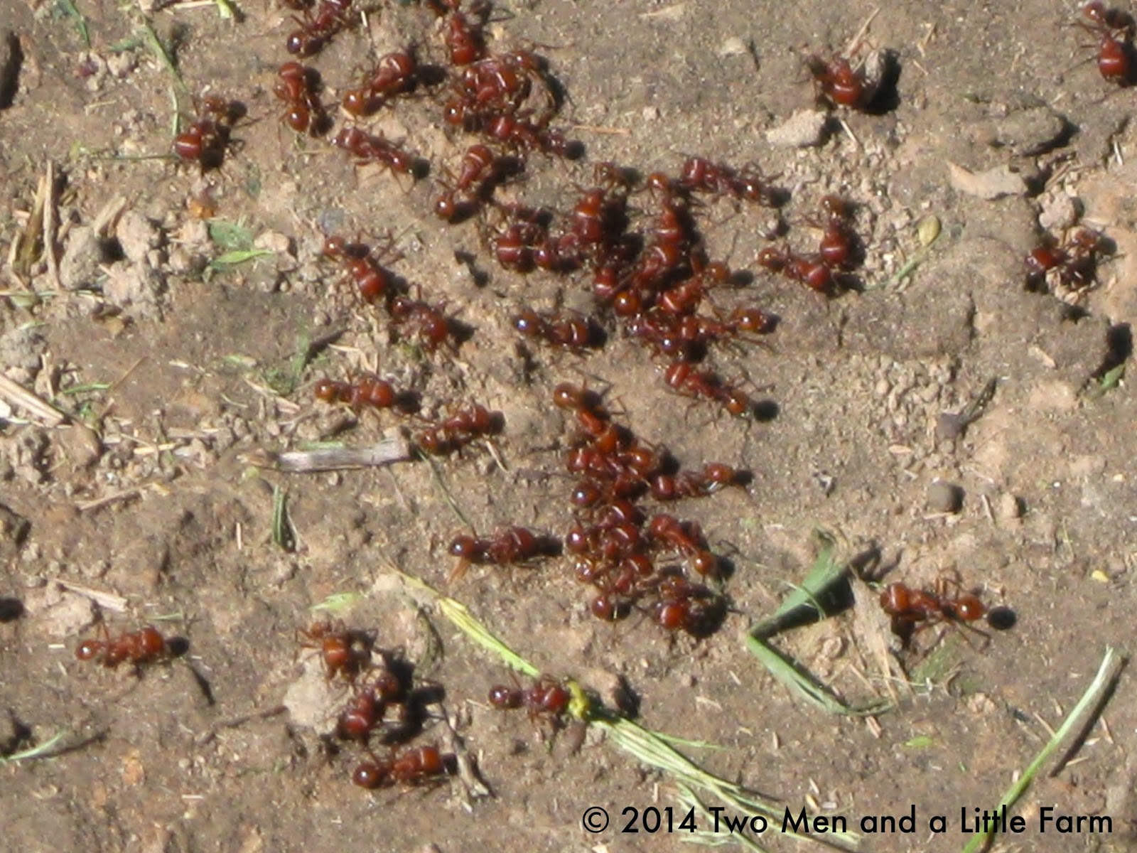 Two Men and a Little Farm: RED ANTS SIGHTING