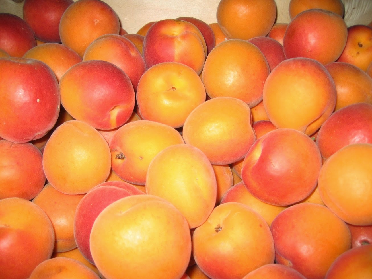 Green Raw Cuisine: Albaricoque, Prunus armeniaca , fruta de temporada