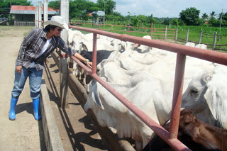 Philippines Cattle Raising: 2013