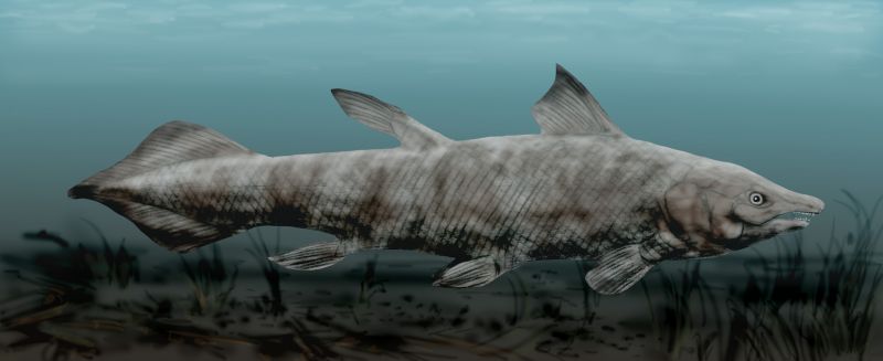 Los animales en la prehistoria: Animales prehistóricos con la letra C