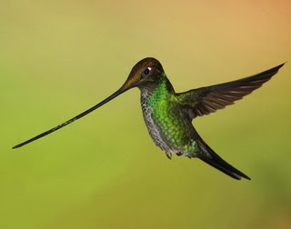 Colibrí de pico de espada (Ensifera ensifera)