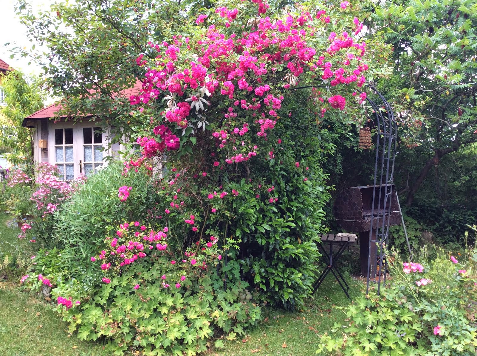 Mein wilder Garten •: Rosen, Rosen, Rosen