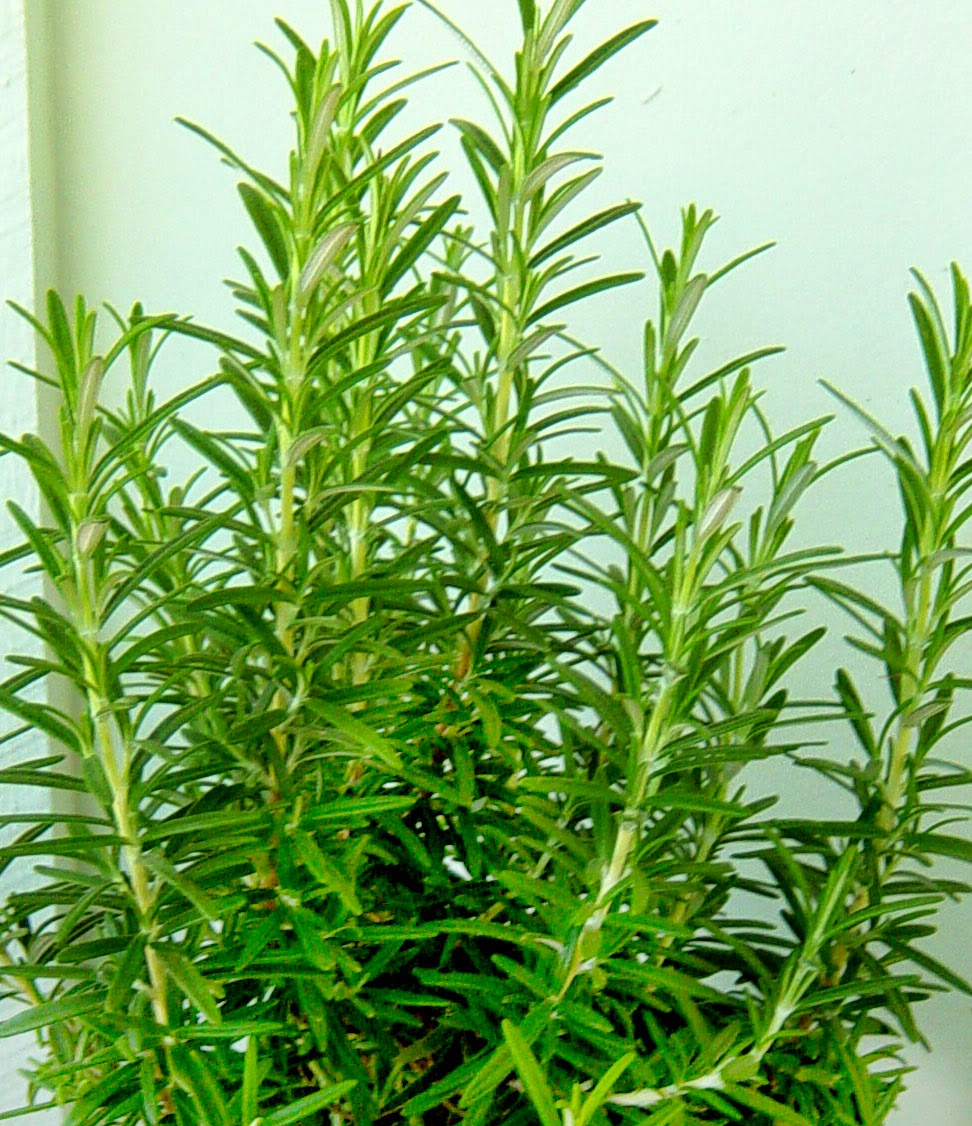 Significado e Interpretação de Sonhos | Simbolismo de Sonhos | Tipos ...