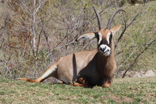 Life Is Better On Vacation: Antelopes