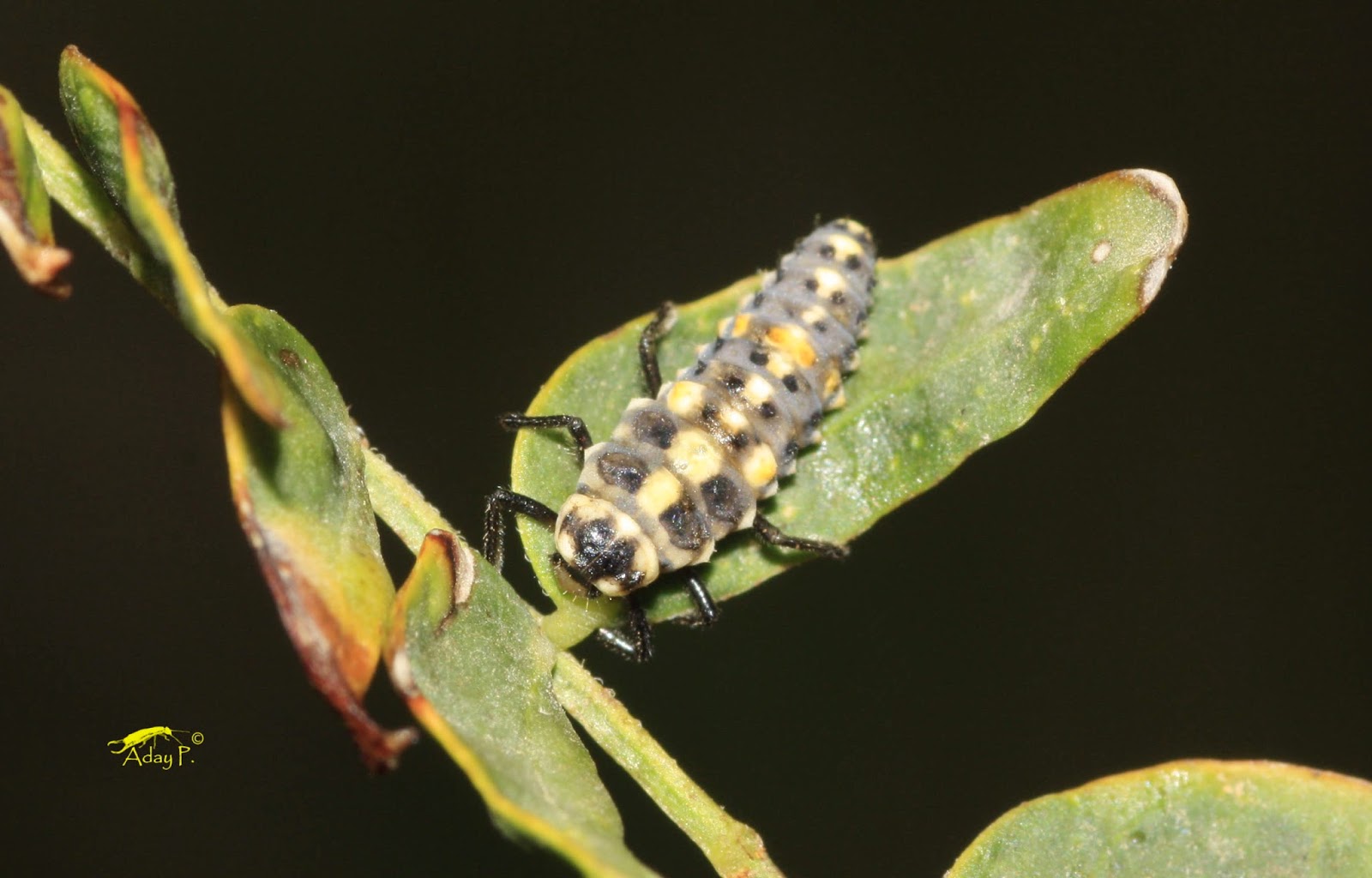 Artropodolandia: Coccinélidos: Sarantontones