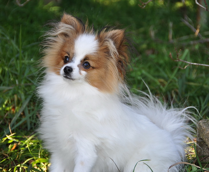 Road's End Papillons : 7 Months old Papillon: Road's End Duke