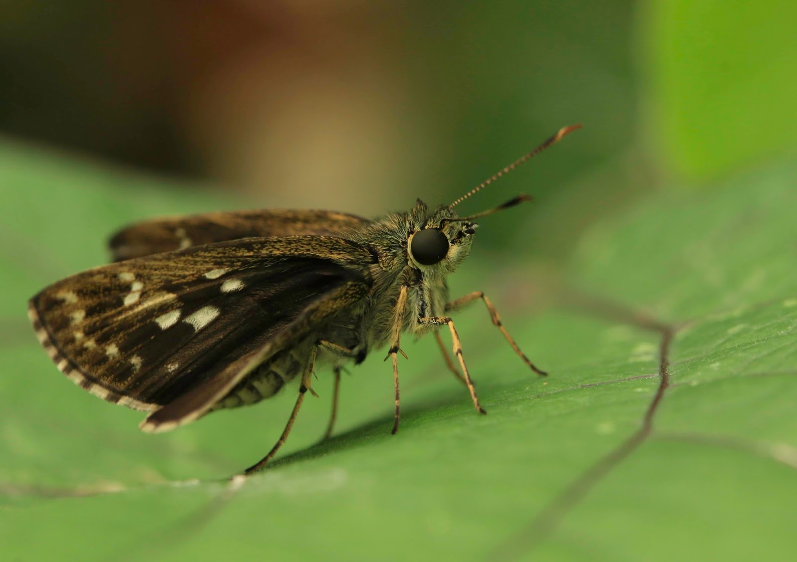 Butterflies of Vietnam: 103. Halpe cf. porus (The Moore's Ace)