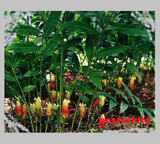 Manfaat dan Kandungan Lempuyang Gajah | posterkita