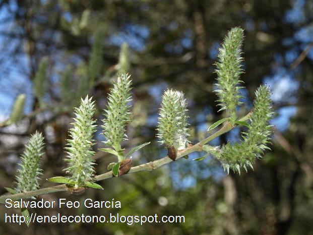 En el ecotono: Apuntes de marzo: florece el olmo blanco (Ulmus laevis)