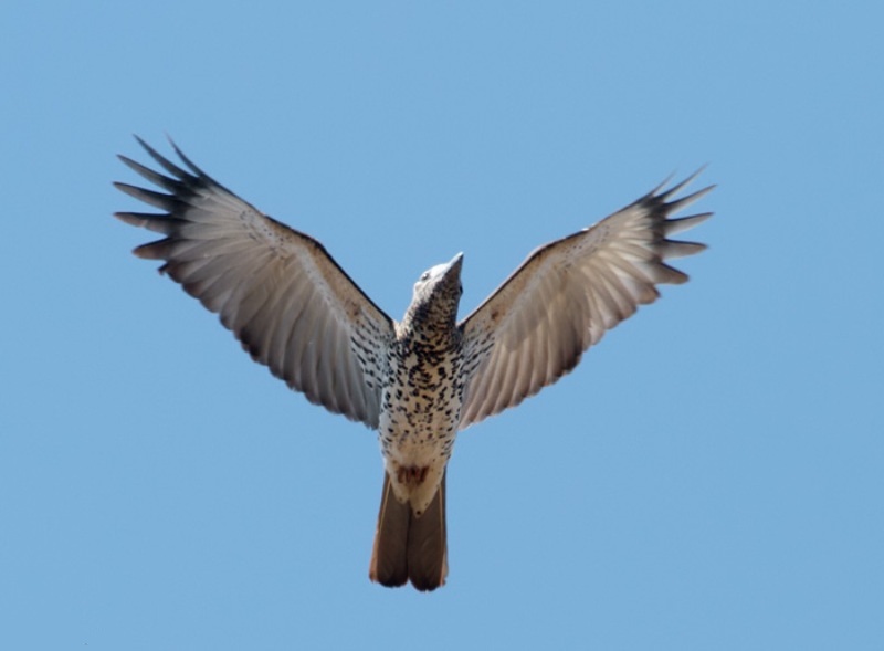 CUCKOO ROLLER BIRD photos - wallpapers | the fun bank