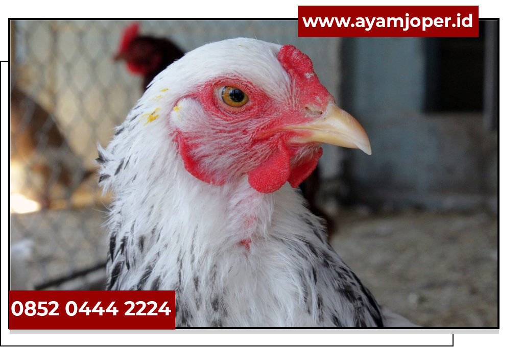 Doc Ayam Arab Malang
