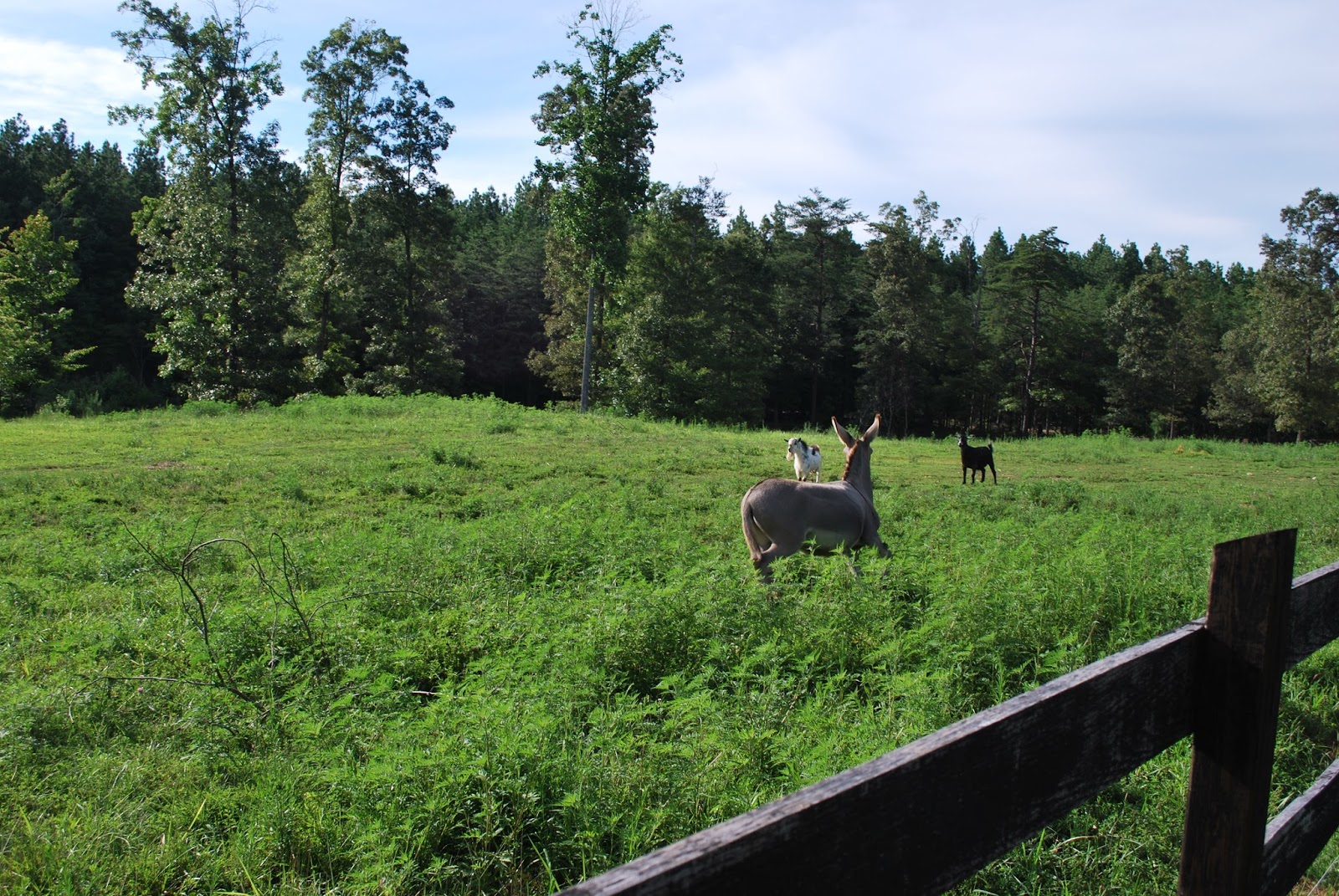 OUR PLANS MULTIPLIED: Mooster Comes Home