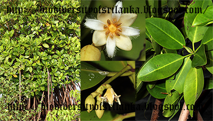 Biodiversity of Sri Lanka: කඩොල්[Kadol]/Asiatic mangrove (Rhizophora ...