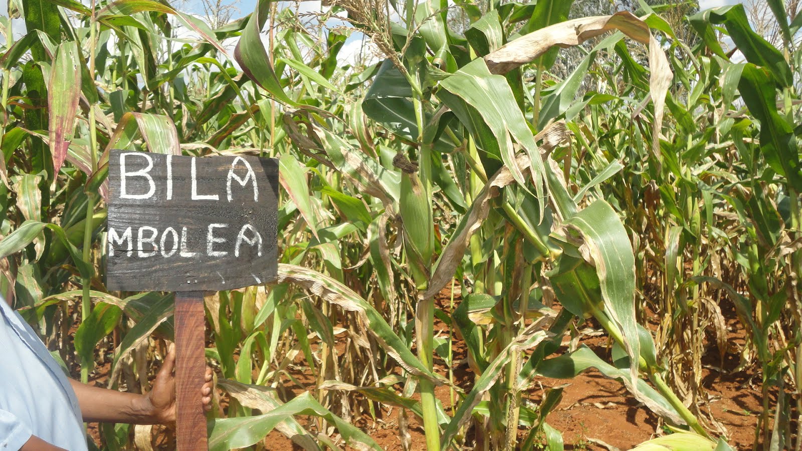 Banzi wa Moro: Utafiti wa mbolea aina mbalimbali kwa zao la mahindi