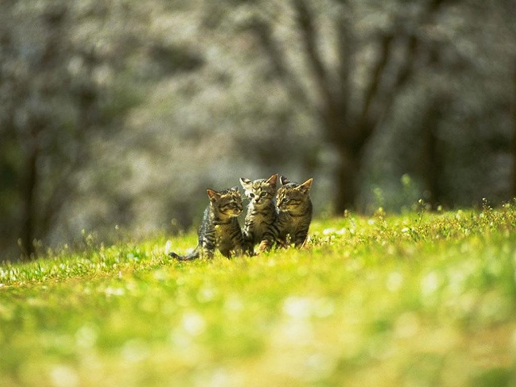 SUN SHINES: Beautifull Cute Kitten Images