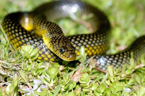 Ofidios Argentinos: Las serpientes del delta del Paraná y el río de la ...
