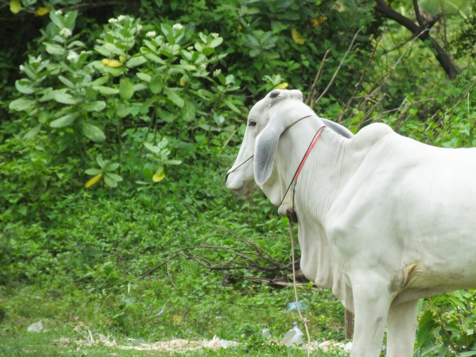 Cambodia cows