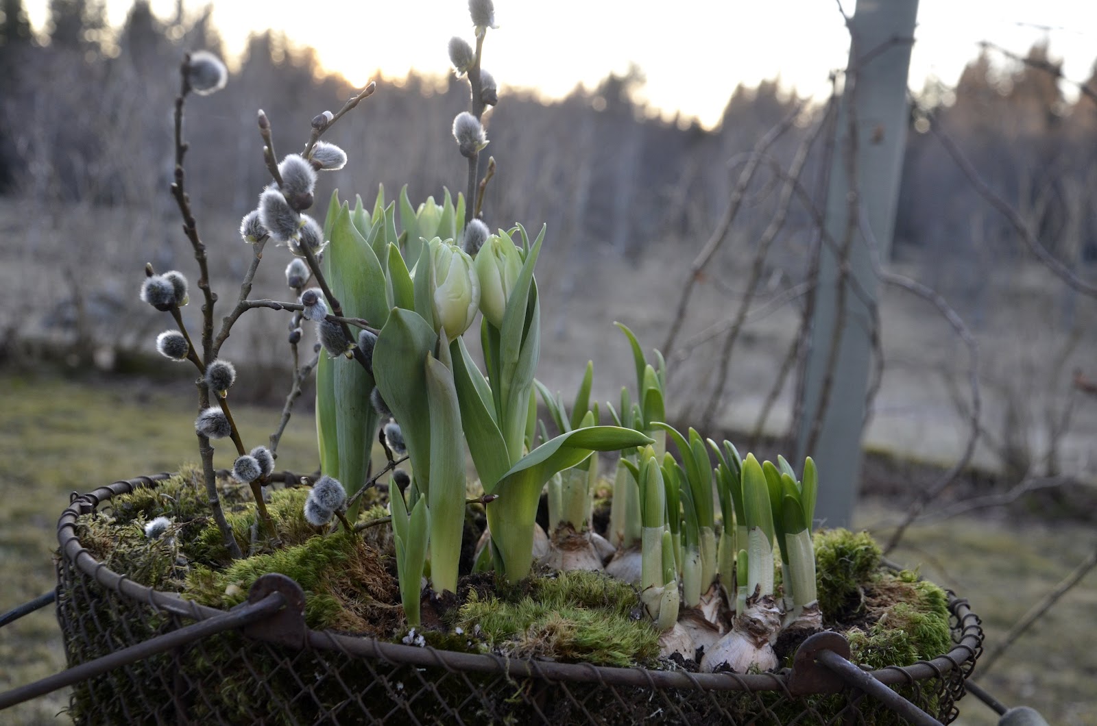 mormor Märtas: vårblommor