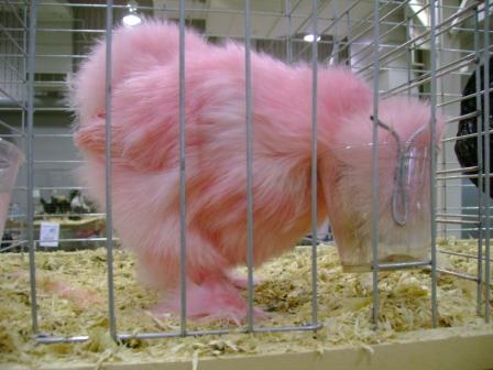 Timmy and Friends: Shows- Part 3