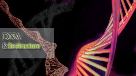 DNA and its structure « DNA Gate