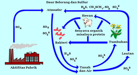 Macam Macam Daur Biogeokimia | Mikirbae.com