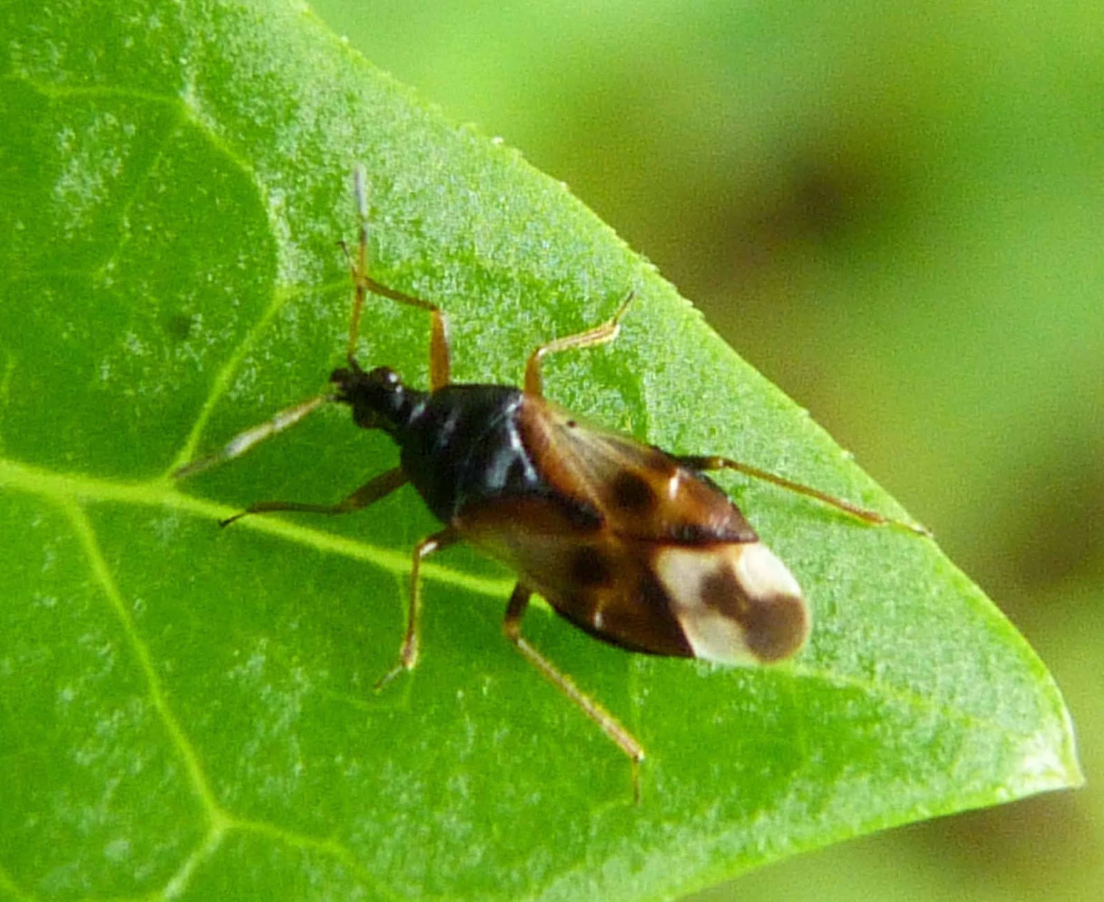 Insects of Scotland: True Bugs