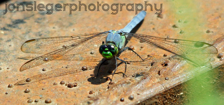 Northern Illinois Birder: Eastern Tiger Swallowtail Butterflies and Pondhawk Dragonflies