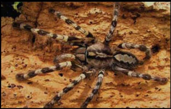 Indian Biodiversity Talks: Spider Diversity in India