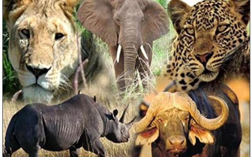 ASILI ASILIA: TOURISM AND CULTURE