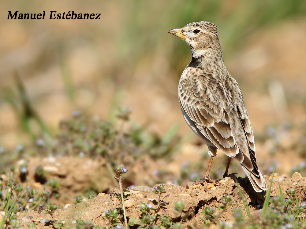 Miradas Cantábricas: Calandria (Melanocorypha calandra)