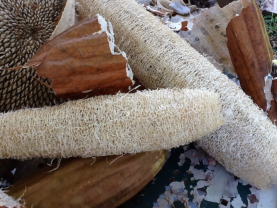 The Creamer Chronicles: I'm in LOVE with Luffas!