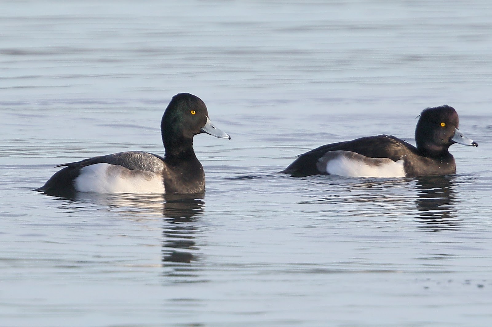 Oxon Birding Blog: Presumed hybrid Lesser x Greater Scaup Farmoor Reservoir