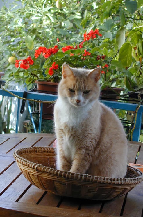 Cyprus Cat | Cute Cats