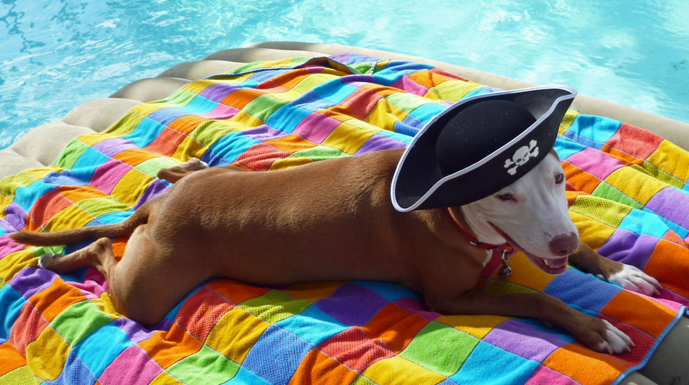 Pit Bull Frogs: Pit Bull Frog Photos