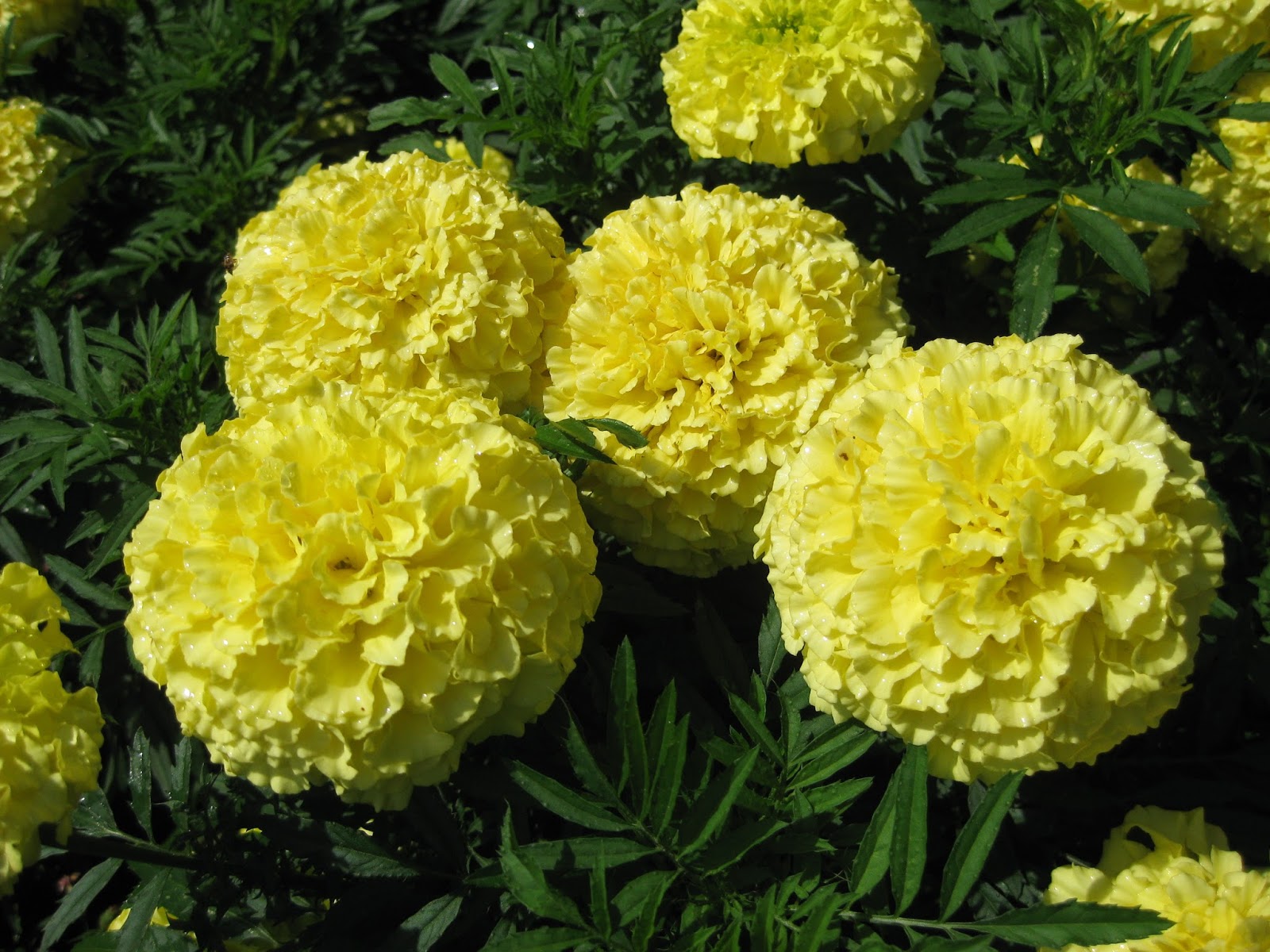 Rotary Botanical Gardens - Hort Blog: Fist-Sized Marigolds